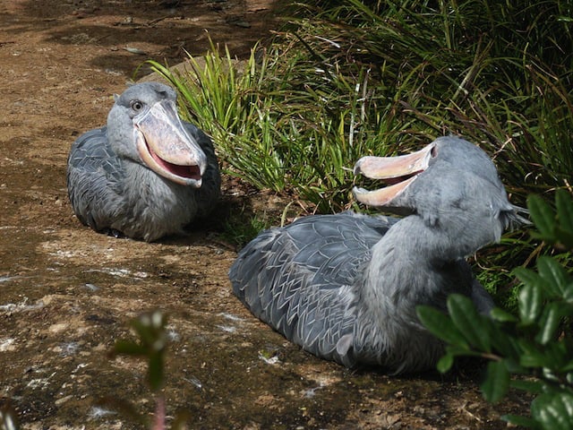 22 Weird Creatures That You’ve Probably Never Seen | FREEYORK