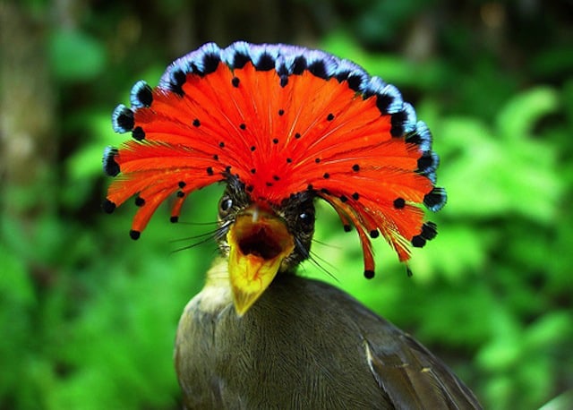 22 Weird Creatures That You’ve Probably Never Seen | FREEYORK