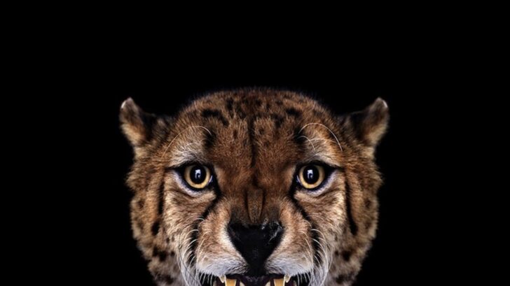 Dramatic Animal Portraits By Alexander Von Reiswitz | FREEYORK