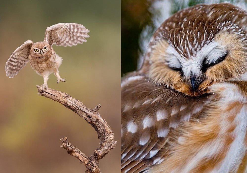 27 Amazing Owl Photos To Take Your Breath Away | FREEYORK