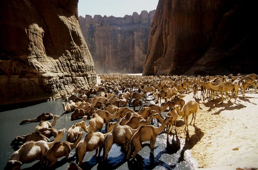 Guelta D’Archei – The Most Famous Permanent Water Source In The Ennedi ...