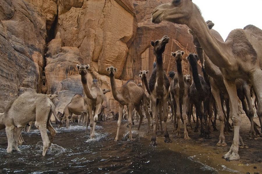 Guelta D’Archei – The Most Famous Permanent Water Source In The Ennedi ...