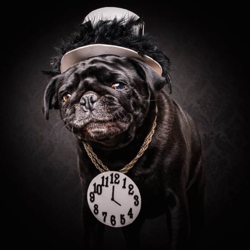 The Pug Life: Cute Pugs Pose As The 80s And 90s Hip-Hop Icons | FREEYORK