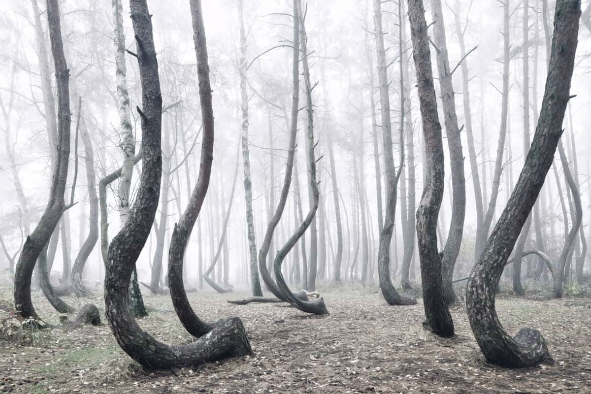 Poland's Mystical Crooked Forest Of Oddly Bent 400 Bent Pine Trees ...