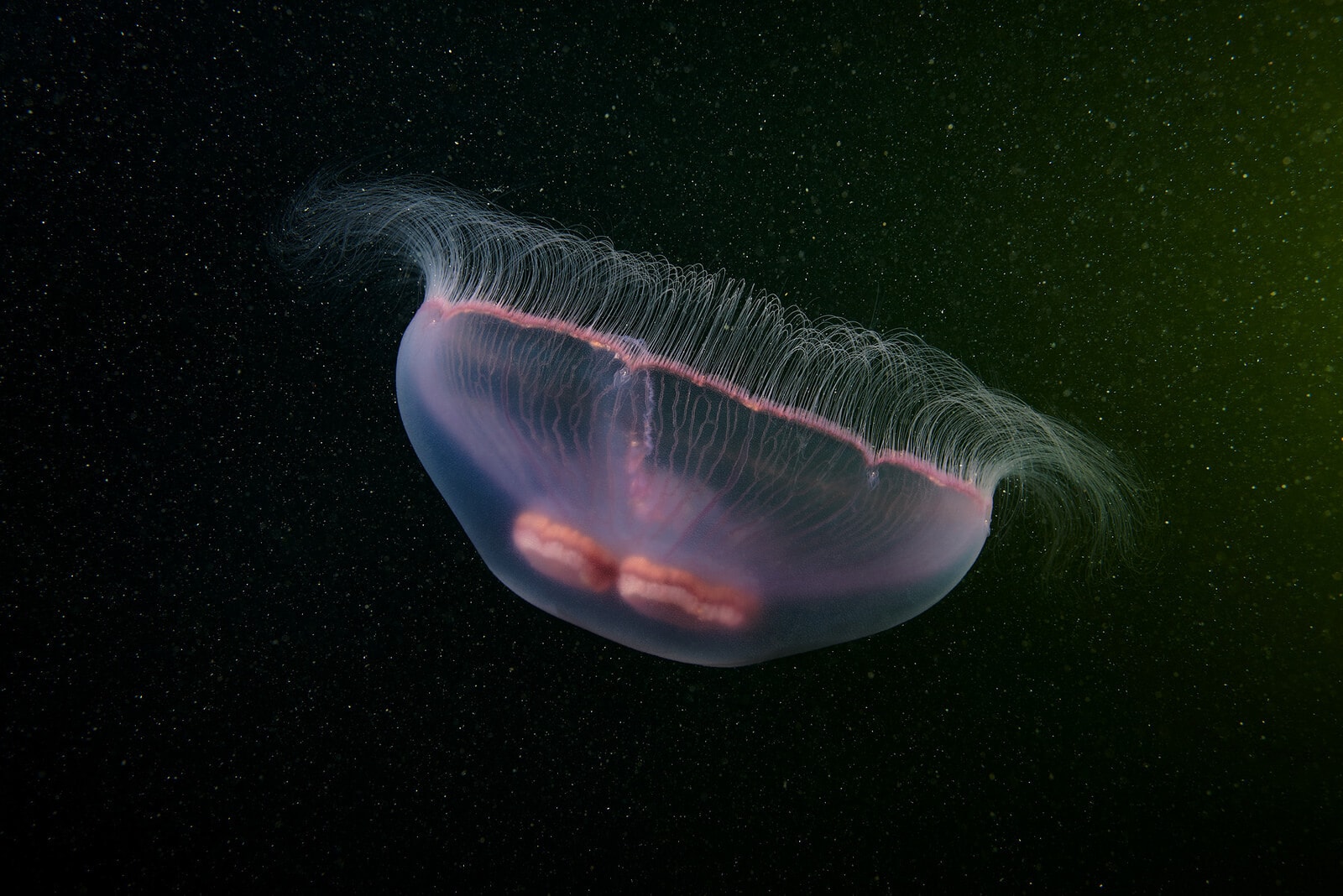 Marine Photographer Documents The Earth’s Most Unusual Wildlife | FREEYORK