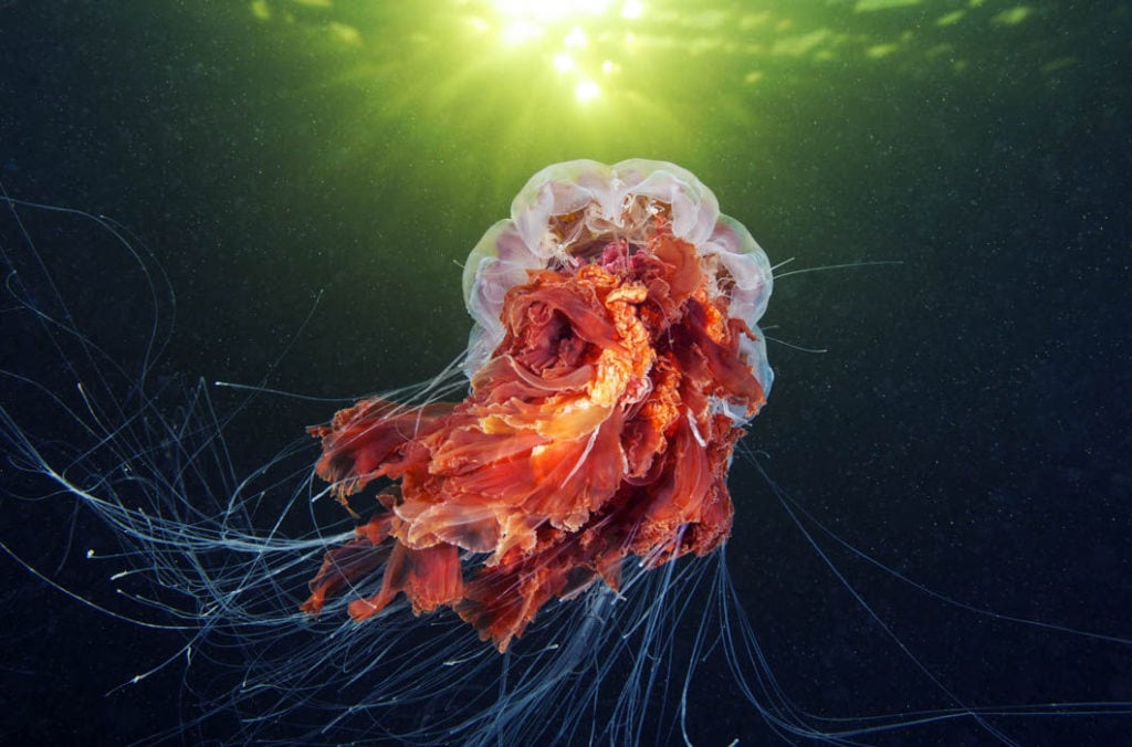 Astounding Photographs Of Jellyfish By Alexander Semenov | FREEYORK Astounding Photographs Of Jellyfish By Alexander Semenov | FREEYORK