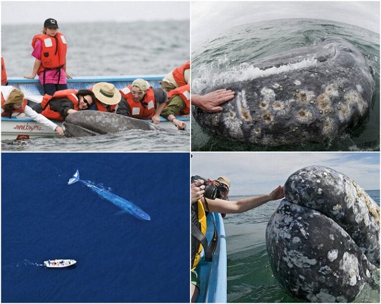David Fleetham’s Underwater Photographs Of Life In The World’s Oceans