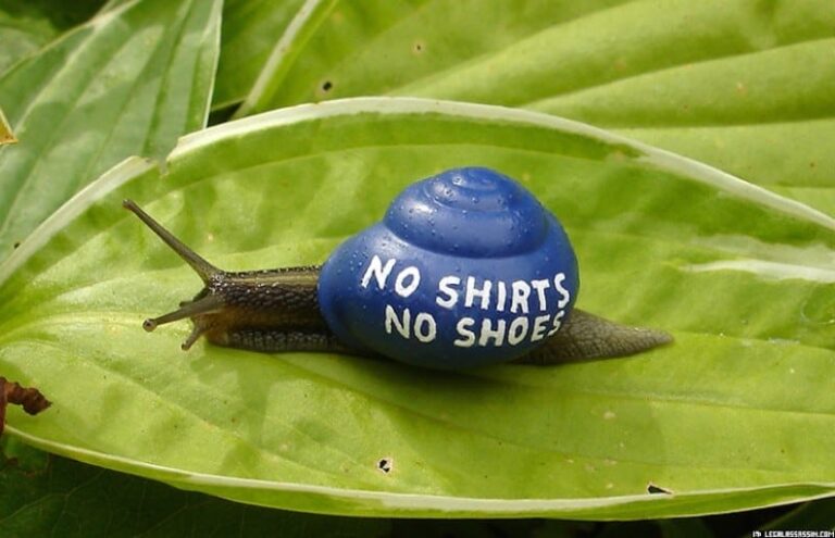 Artist Gives Snail Shells An Upgrade So People Don’t Accidentally Step ...