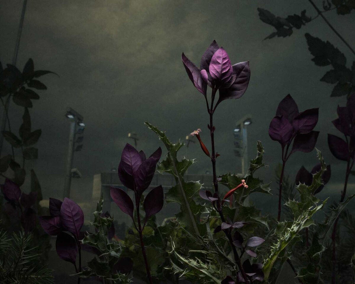 Daniel Shipp's Dramatic Flora And Fauna Photography World | FREEYORK