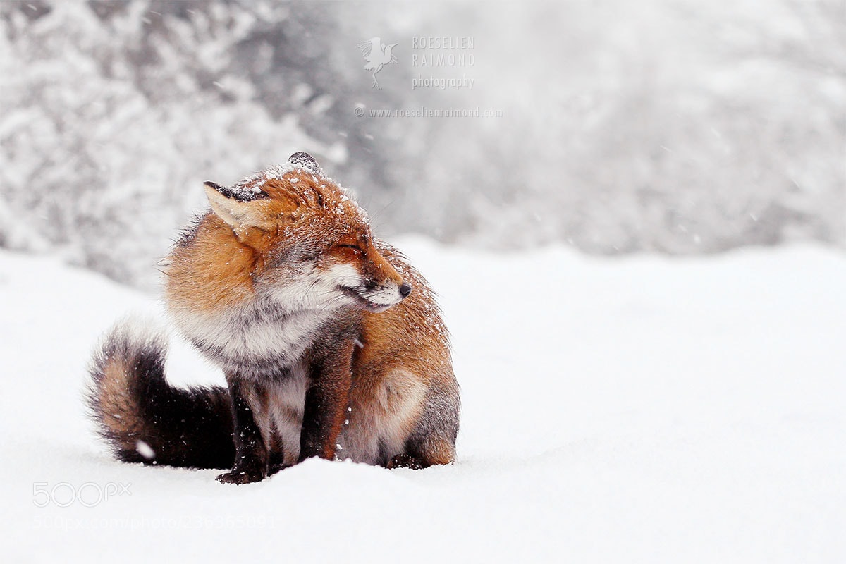 The Beauty Of Wild Red Foxes Photographed In The Winter Snow | FREEYORK