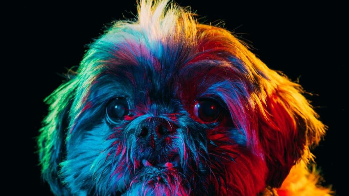 Photographer Zed Nelson | FREEYORK