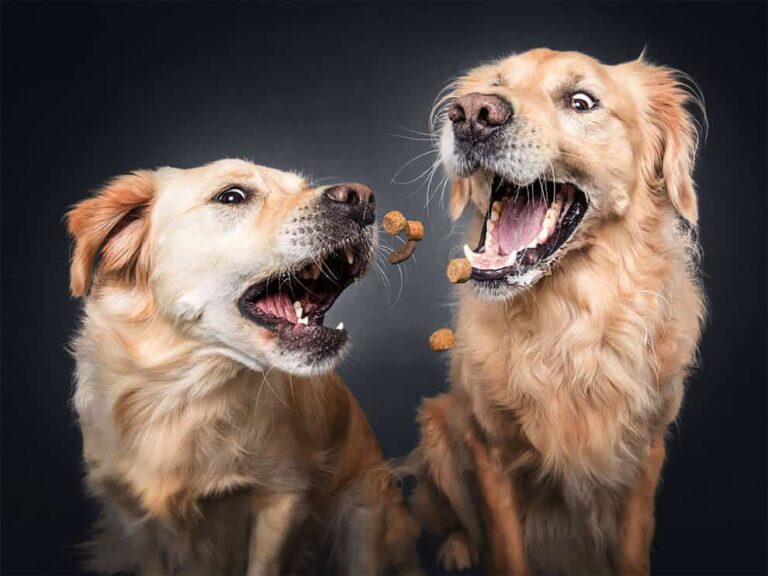 A Photographer Captured A Series Of Dog's Reactions During Treat Time ...