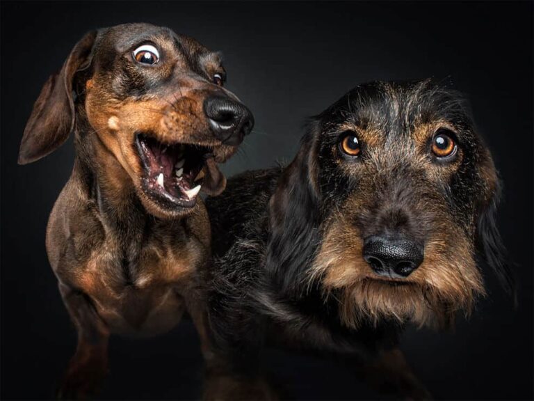 A Photographer Captured A Series Of Dog's Reactions During Treat Time ...