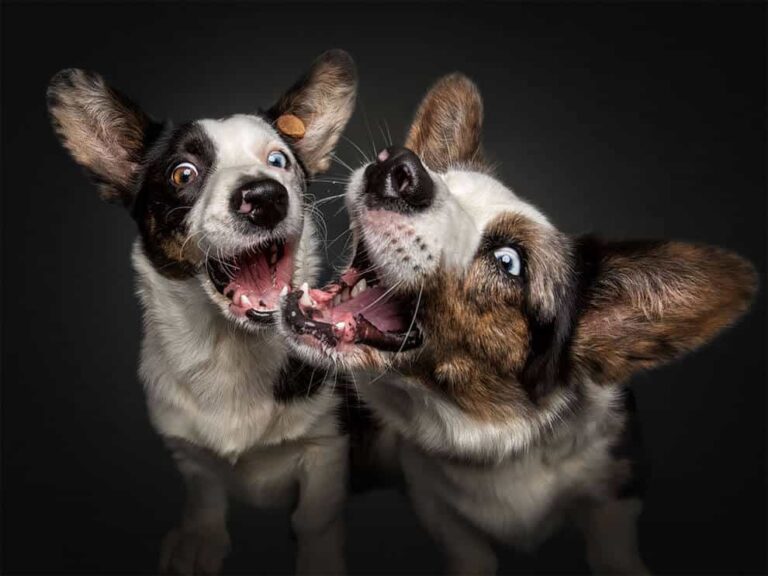 A Photographer Captured A Series Of Dog's Reactions During Treat Time ...