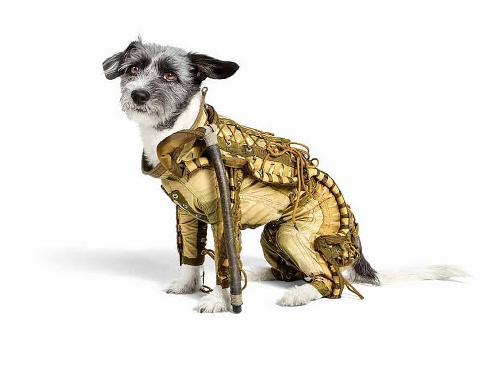 This USSR Dog Spacesuit Is Adorable Dog Costume You Will See Today ...
