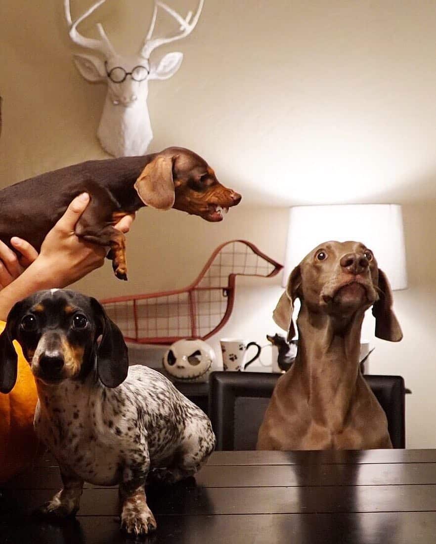 The 10 Most Popular Dog Accounts On Instagram In 2018 | FREEYORK
