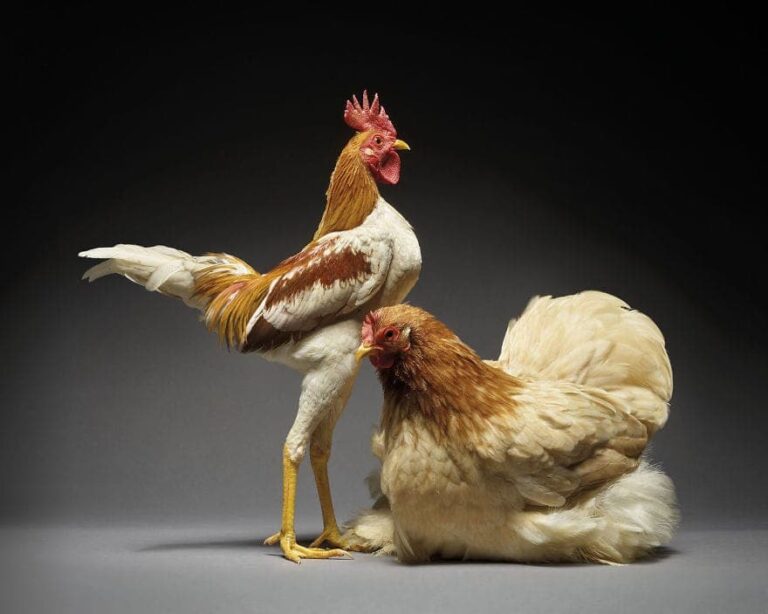 Photos Of Chicken Couples Show The Diversity Of Love Through