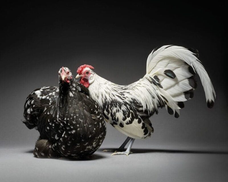 Photos Of Chicken Couples Show The Diversity Of Love Through