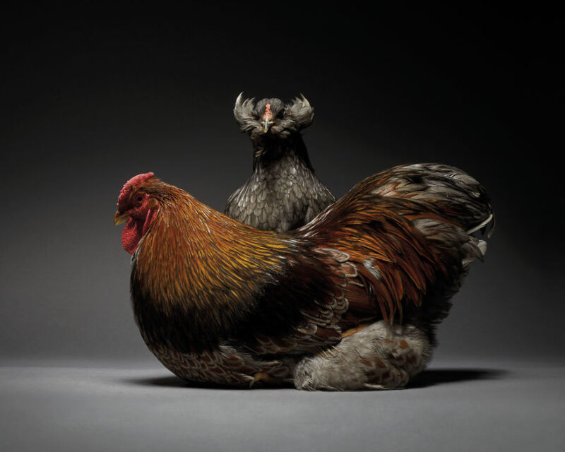 Photos Of Chicken Couples Show The Diversity Of Love Through