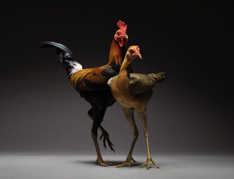 Photos Of Chicken Couples Show The Diversity Of Love Through