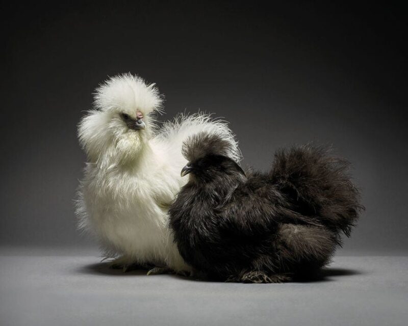 Photos Of Chicken Couples Show The Diversity Of Love Through