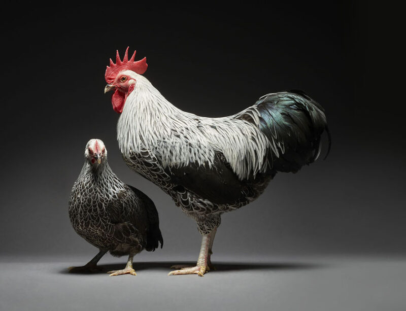 Photos Of Chicken Couples Show The Diversity Of Love Through