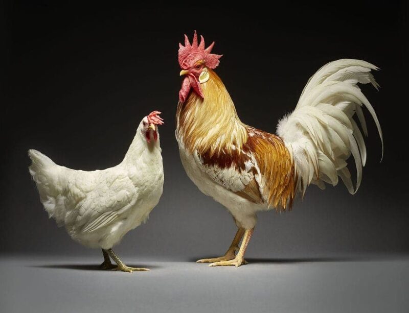 Photos Of Chicken Couples Show The Diversity Of Love Through