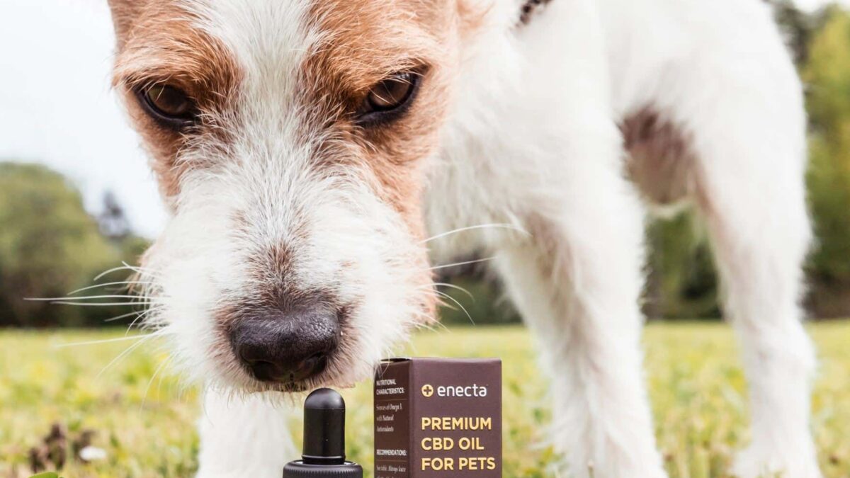 Bringing Your Pet Into The League Of CBD Dogs | FREEYORK