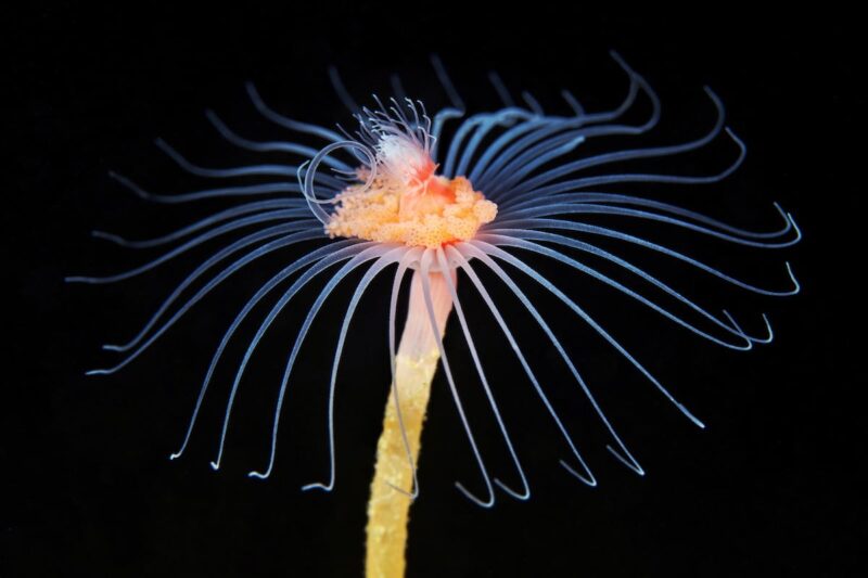 Marine Biologist Photographs Little Known Sea Creatures | FREEYORK