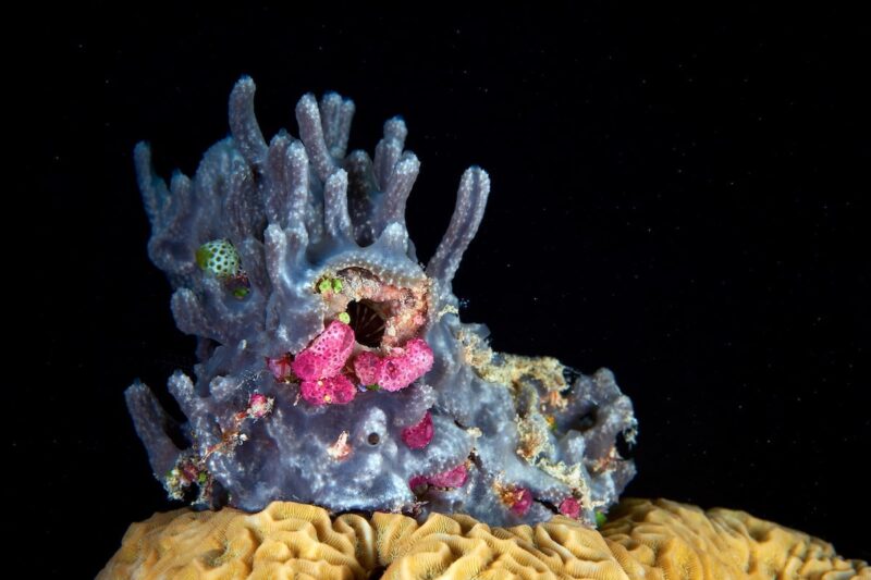 Marine Biologist Photographs Little Known Sea Creatures | FREEYORK