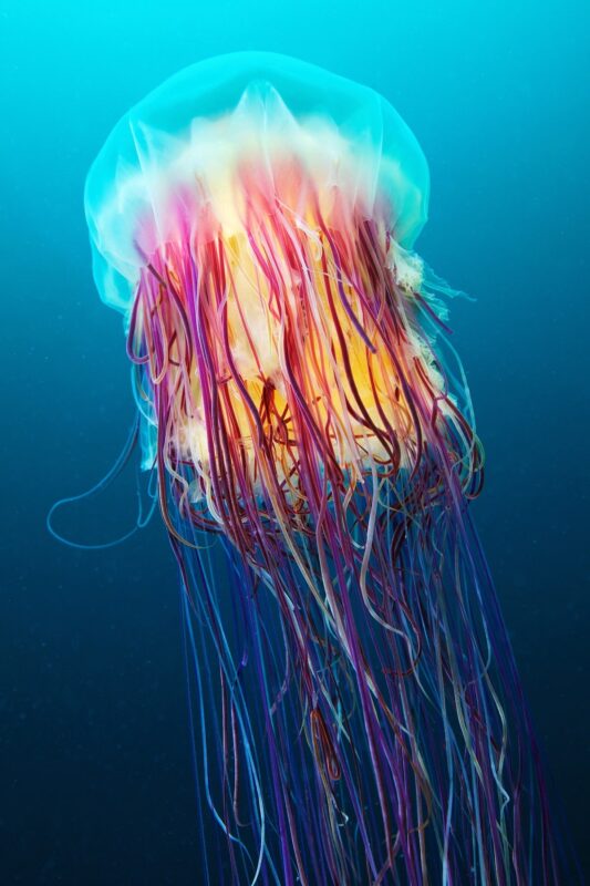 Marine Biologist Photographs Little Known Sea Creatures | FREEYORK