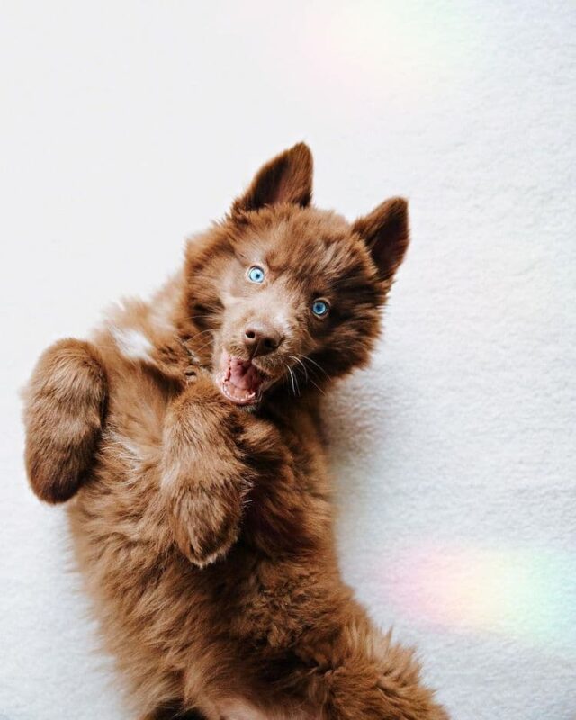 This Siberian Husky Is The Star Among Dogs On Instagram | FREEYORK