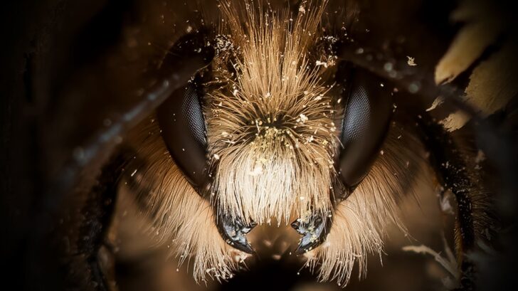 This Terrifying Dog Muzzle Will Transform Your Pooch Into A Frightening ...