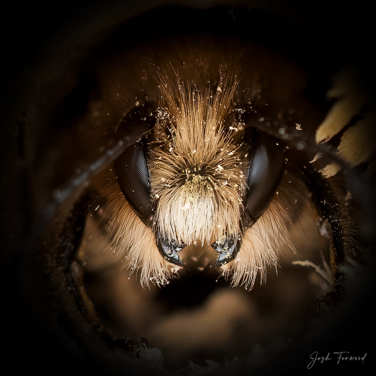 National Geographic Photographer Captures Solitary Bees In Beautiful ...