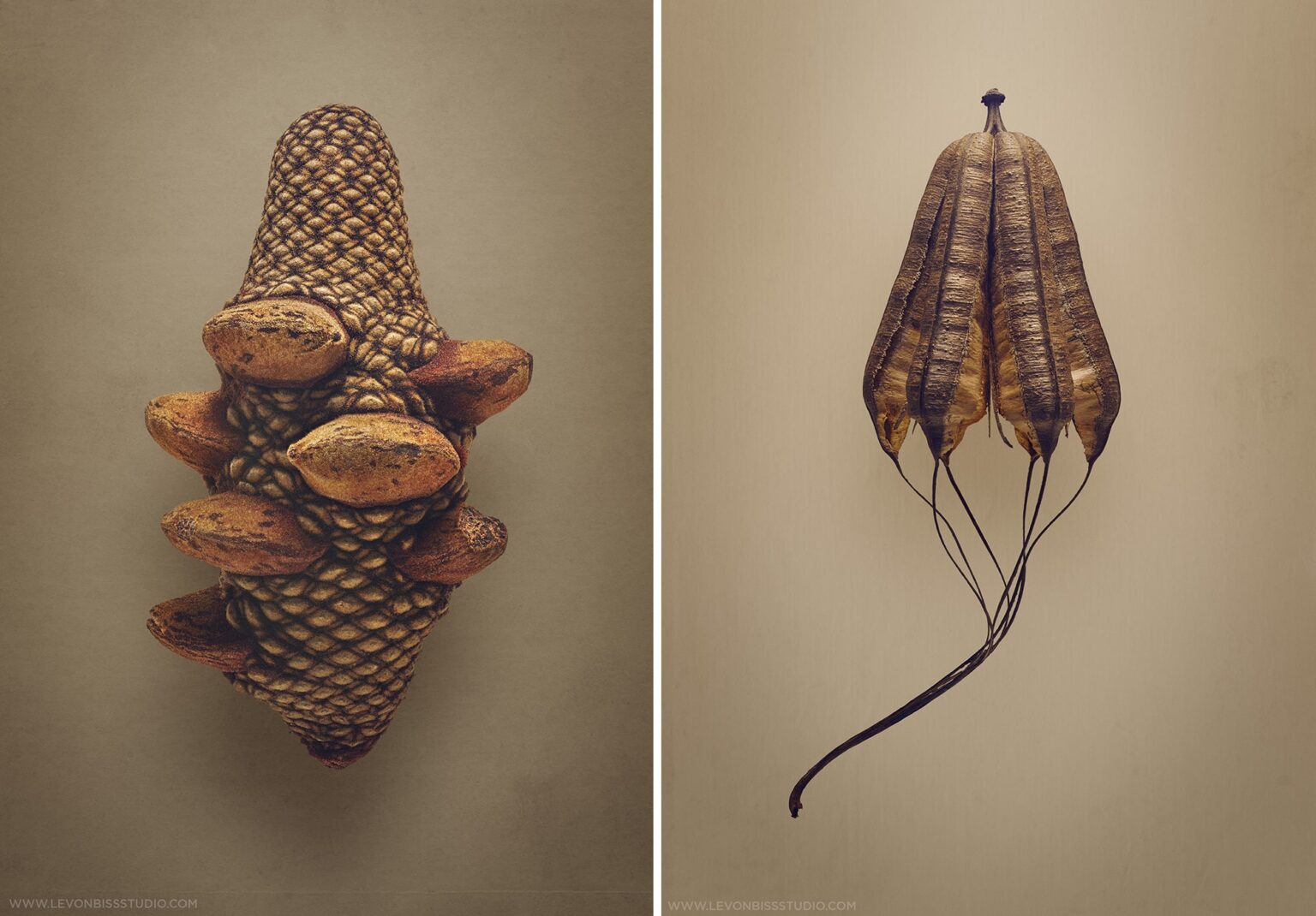 The Hidden Beauty Of Seeds & Fruits: Levon Biss's Quest To Capture ...