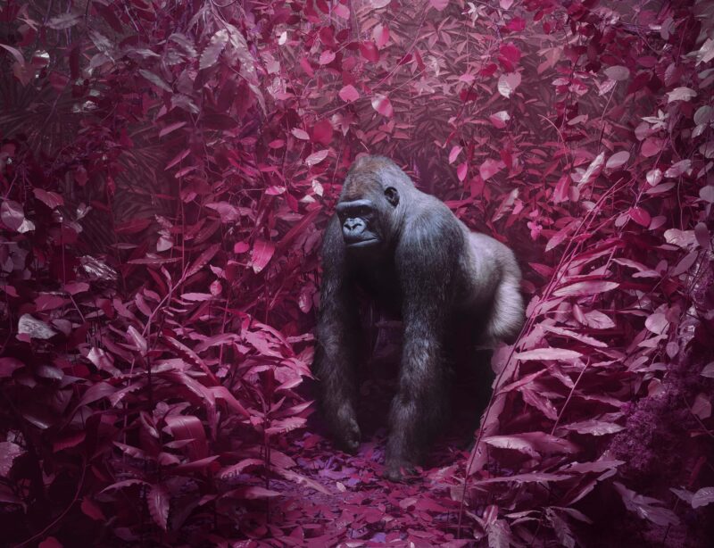 Jim Naughten: Blurring The Lines Between Photography, Digital Art, And ...