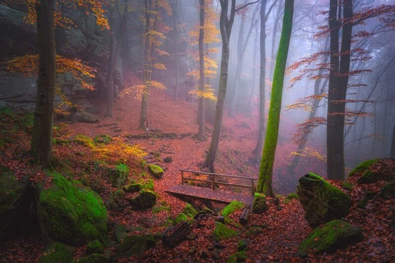 The Dark Woods: Foggy Forestland Transformed Into Works Of Art | FREEYORK
