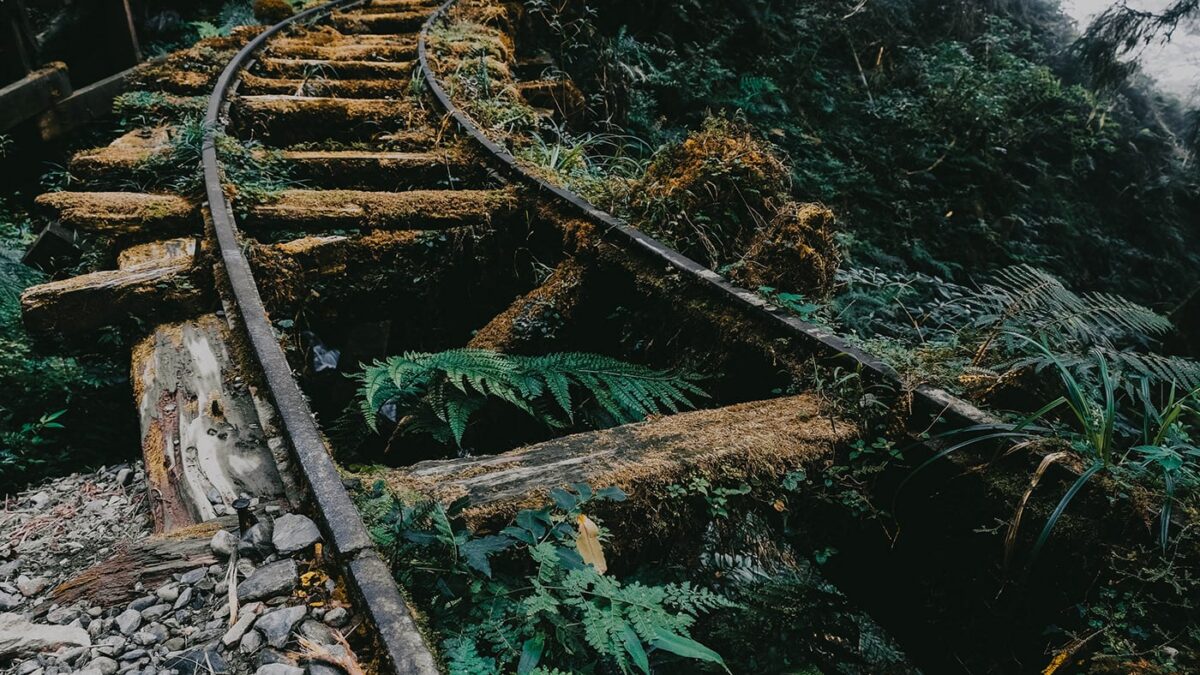 Photographer Captures Ethereal Taiwan Forest: A Fascinating Look At The ...