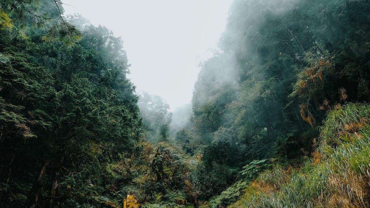 Photographer Captures Ethereal Taiwan Forest: A Fascinating Look At The ...