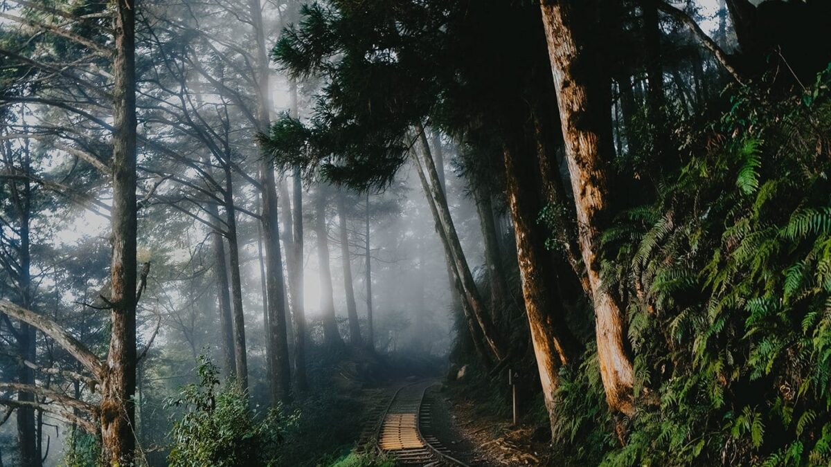 Photographer Captures Ethereal Taiwan Forest: A Fascinating Look At The ...