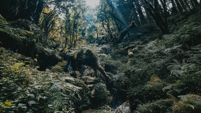Photographer Captures Ethereal Taiwan Forest: A Fascinating Look At The ...