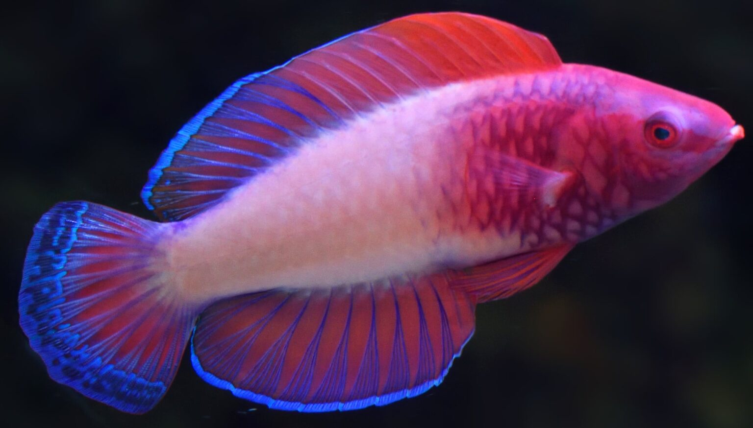 New Fish Species Found In The Maldives: A Rainbow Of Color In The ...