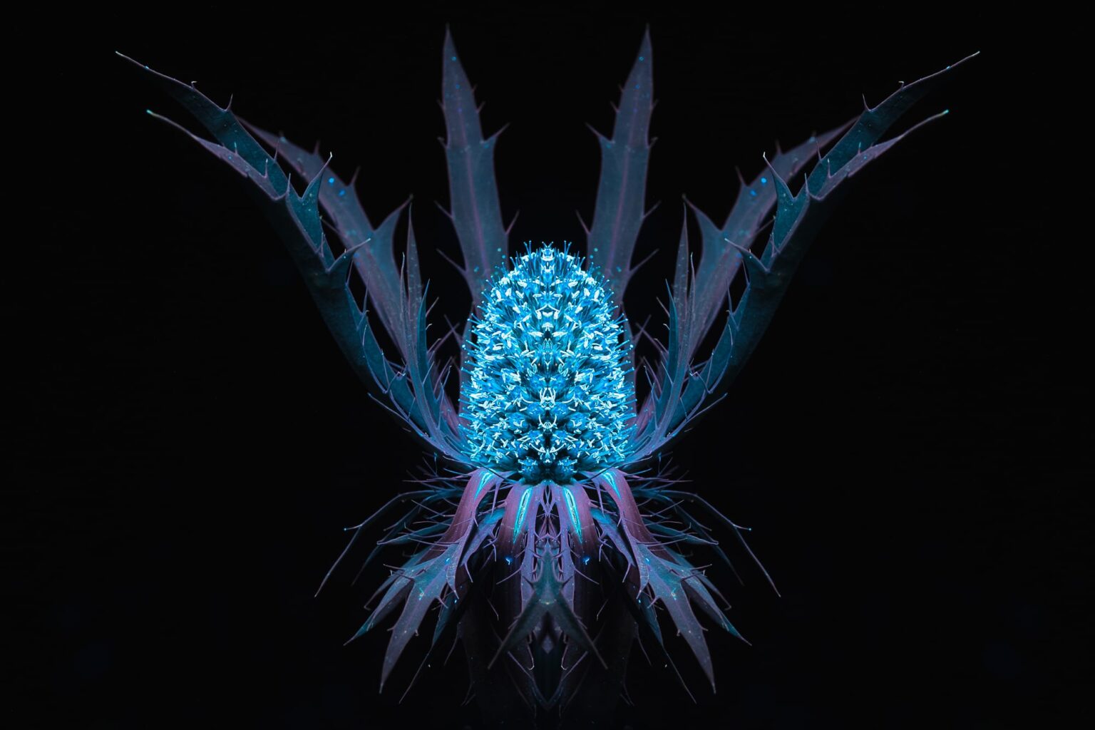Debora Lombardi's Stunning UV Photography: Flowers Come To Life In Rich ...