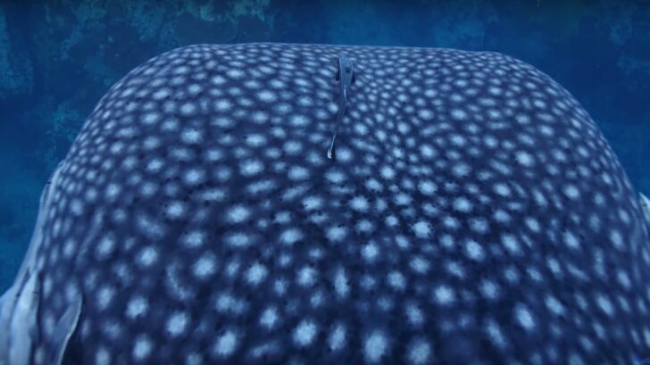 22 Weird Creatures That You’ve Probably Never Seen | FREEYORK