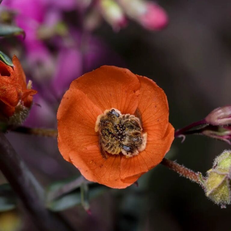 Wildlife Photographer Joe Neely Captures Two Cute Bees Taking A Nap On ...
