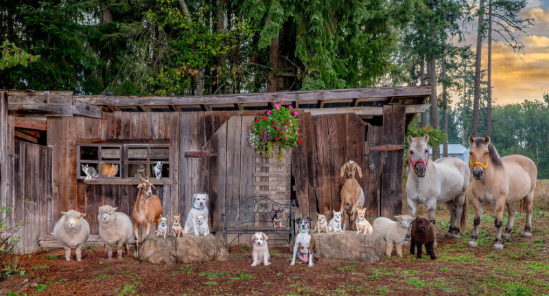Capturing Life On The Farm: The Inspiring Work Of Tasha Hall | FREEYORK
